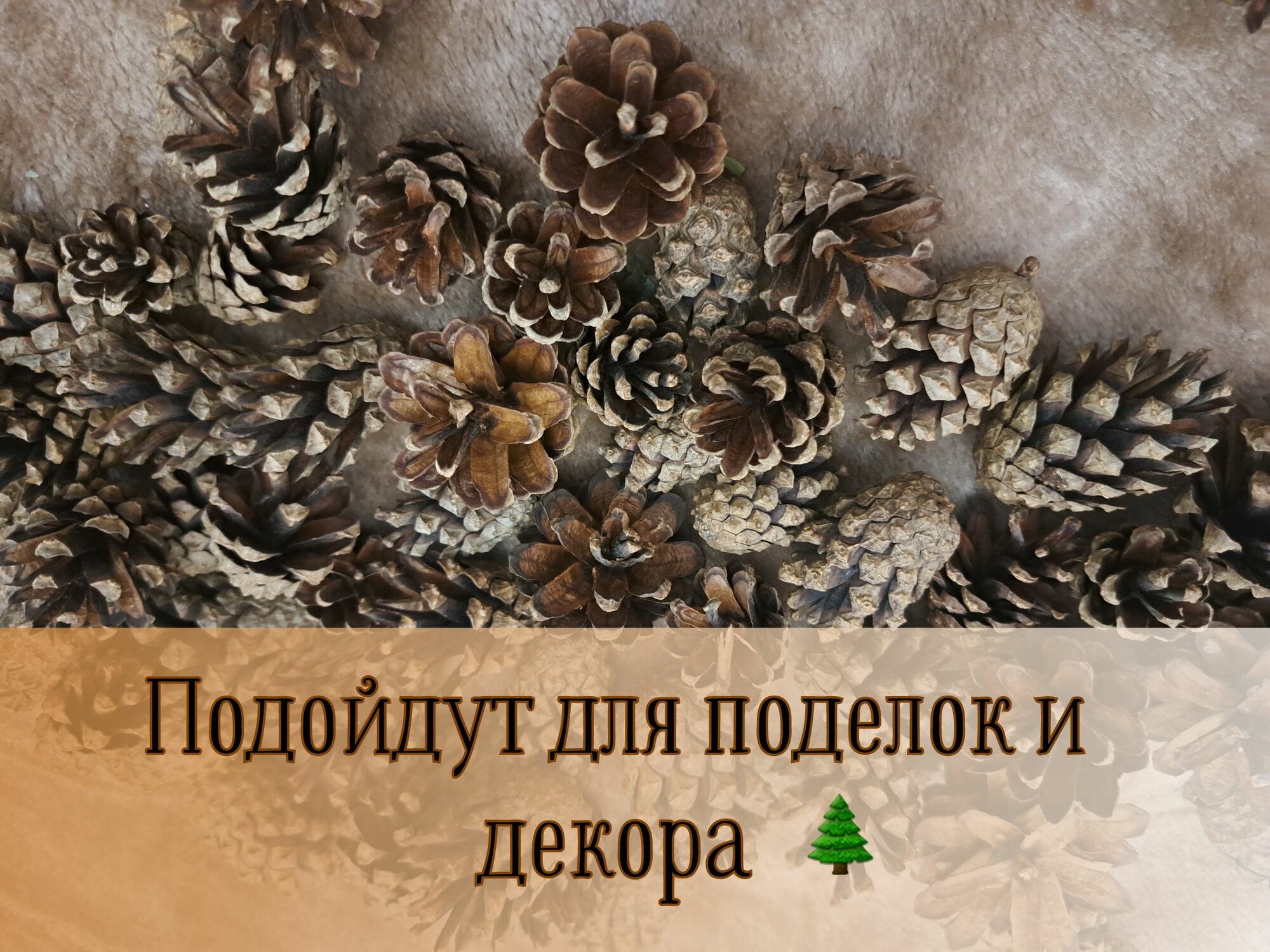 Сосновые шишки — фото 1