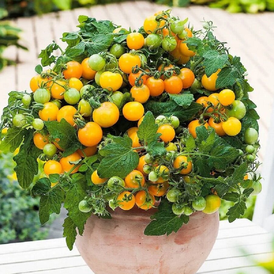 Семена Деодар Томат мини Микро Том желтый 10 шт.