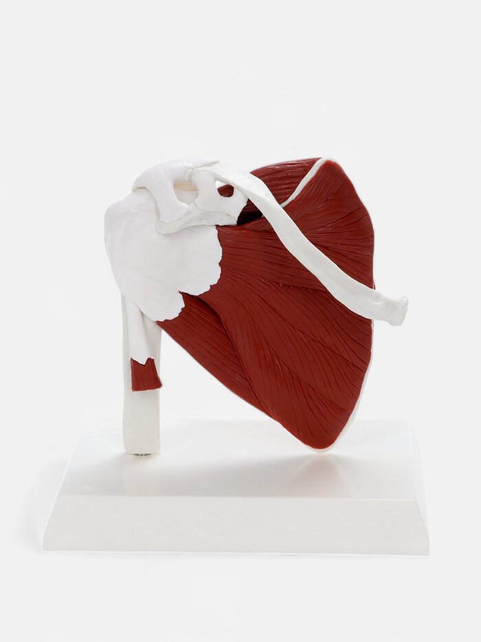 Анатомическая модель «Плечевой сустав с мышечной тканью», 15 см