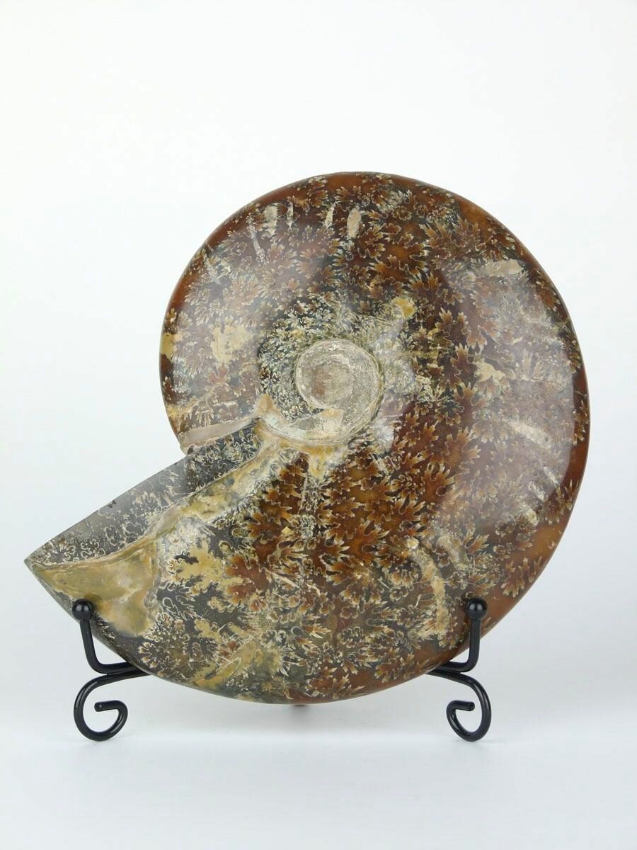 Аммонит Cleoniceras 16 см с перламутром на подставке