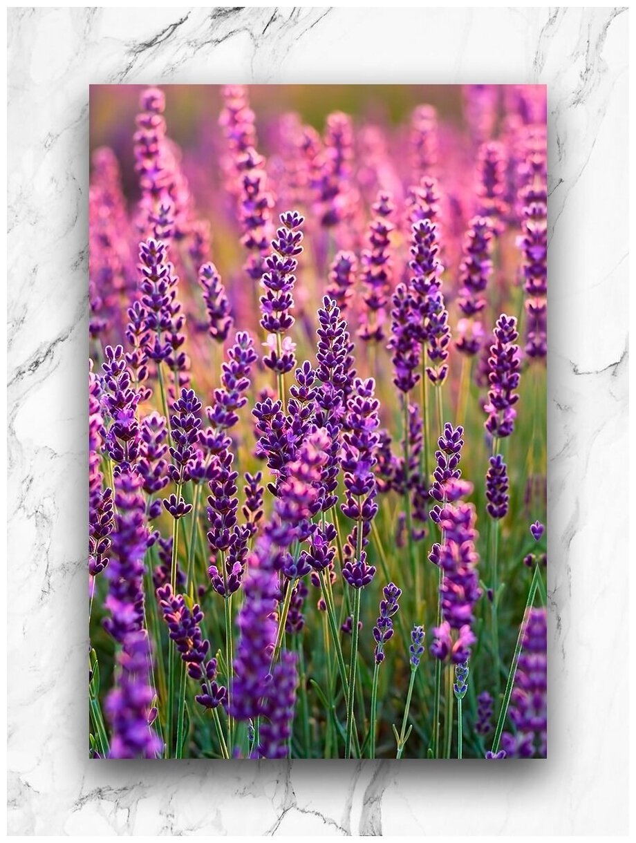 Картины для интерьера на холсте 40х60 см / Лаванда
