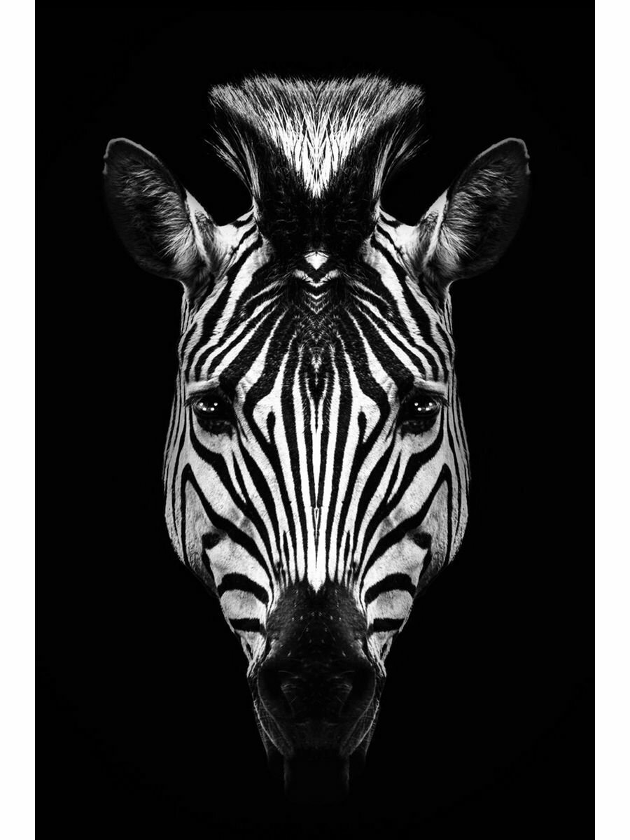 Постер "Черно-белые животные. Зебра"