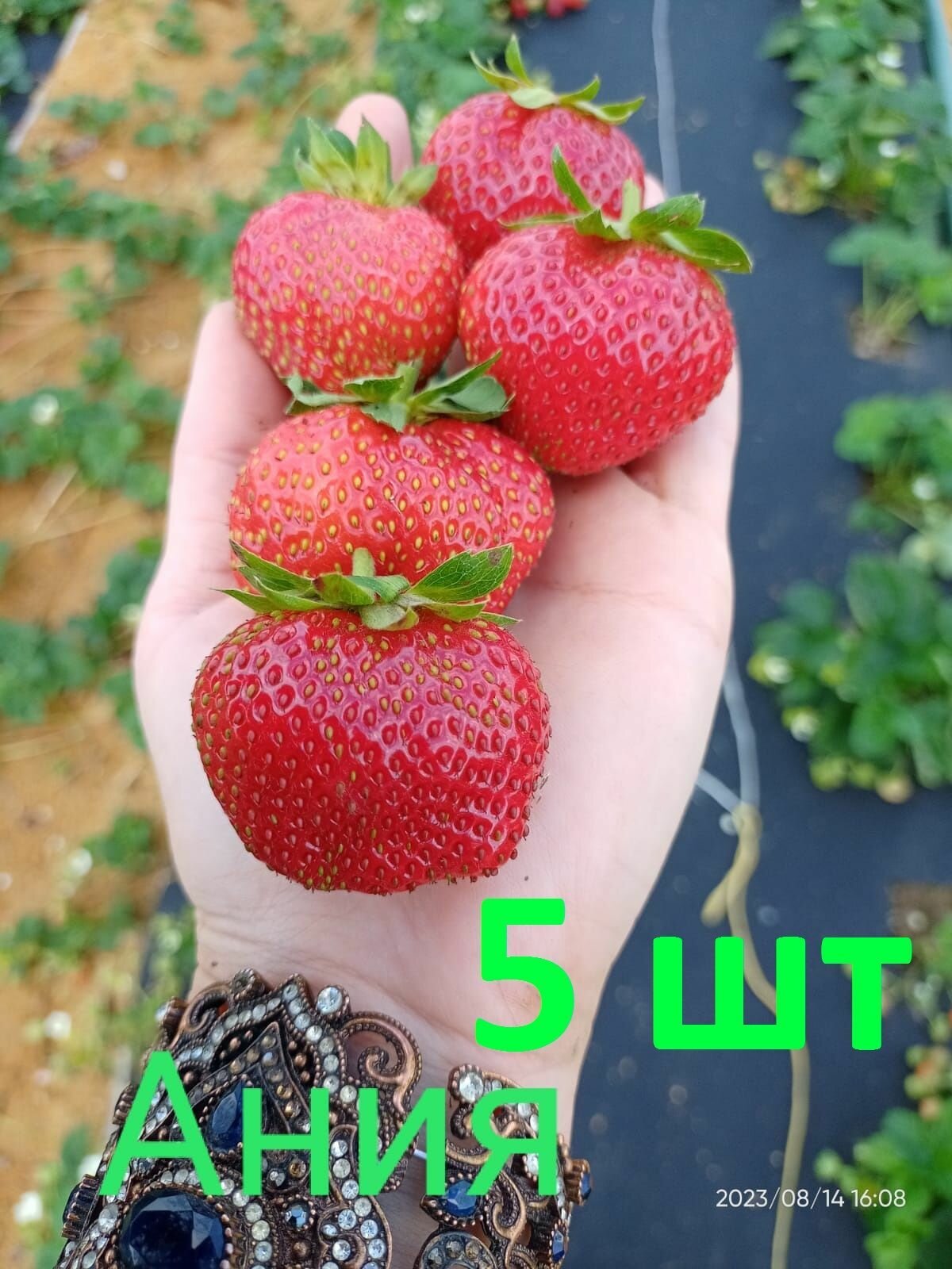 Рассада. Клубника Ания