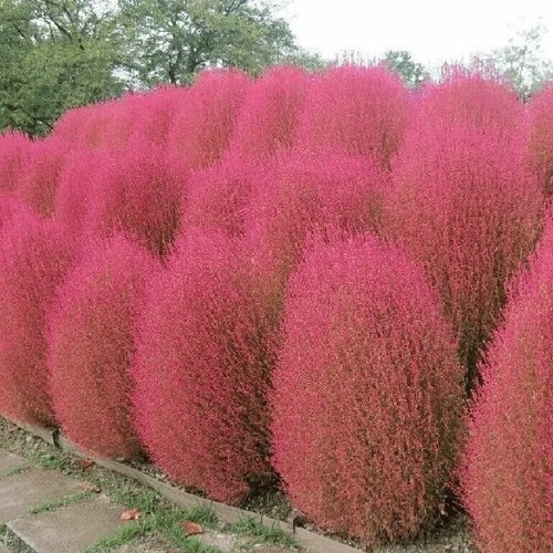 Семена Орешка Кохия Пламя 30 шт.: характеристики и описание товара на ...