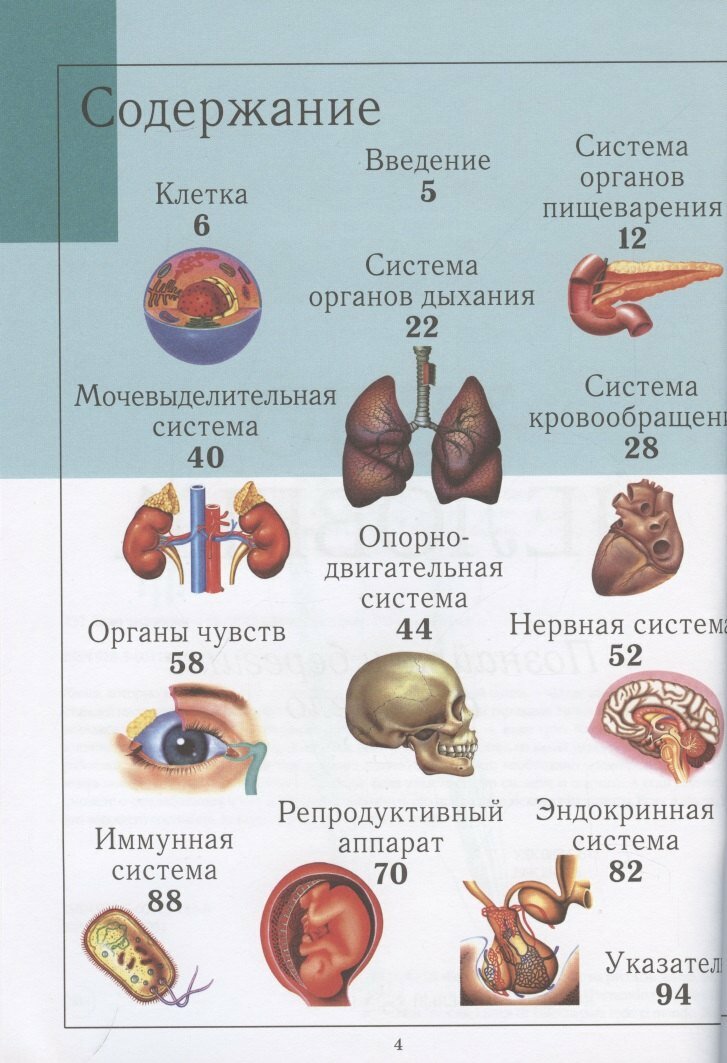 Тело человека — фото 1