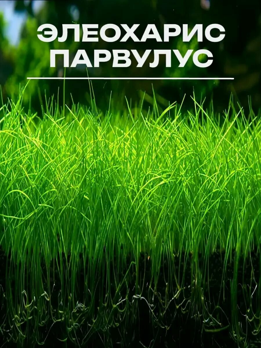 Элеохарис парвулус (Элеохарис парвула) - Eleocharis parvulus. Живое аквариумное растение