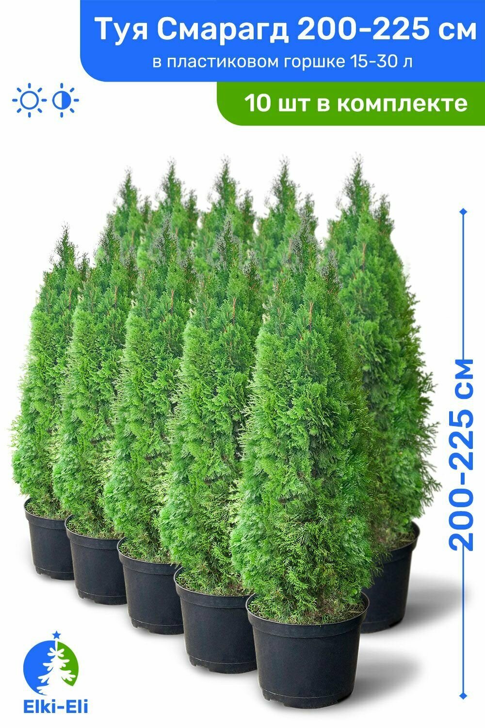 Туя западная Смарагд 200-225 см в пластиковом горшке 25-60 л, саженец, хвойное живое растение, комплект из 10 шт