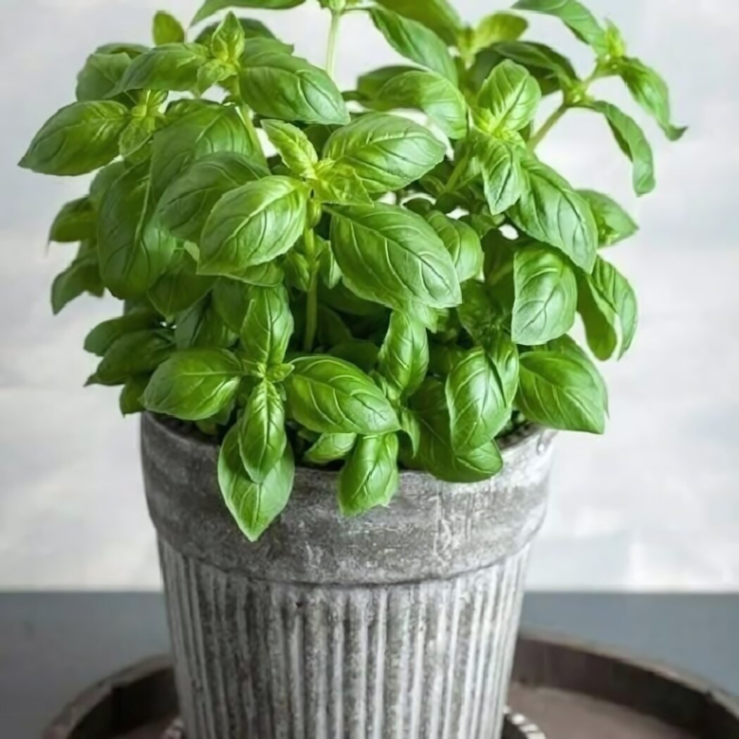 Семена базилик 'Балконное чудо', 0,25гр, устойчивый к болезням, для дома