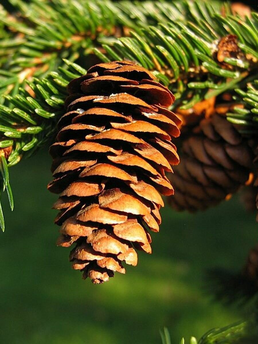 Ель Красная семена 15 штук