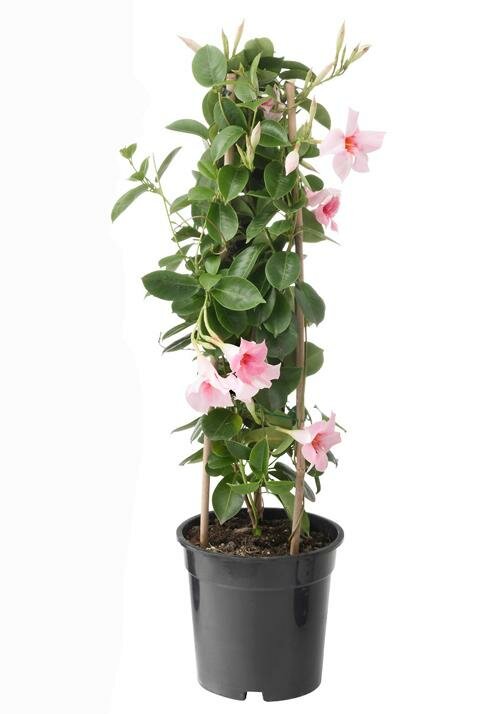 Мандевилла или Дипладения розовая - Mandevilla D19 H70