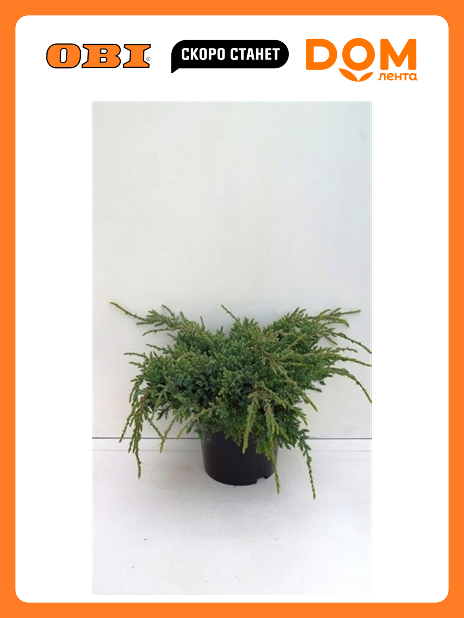 Можжевельник Хольгер 883745, хвойный, декоративный, многолетнее, C5, H30-40