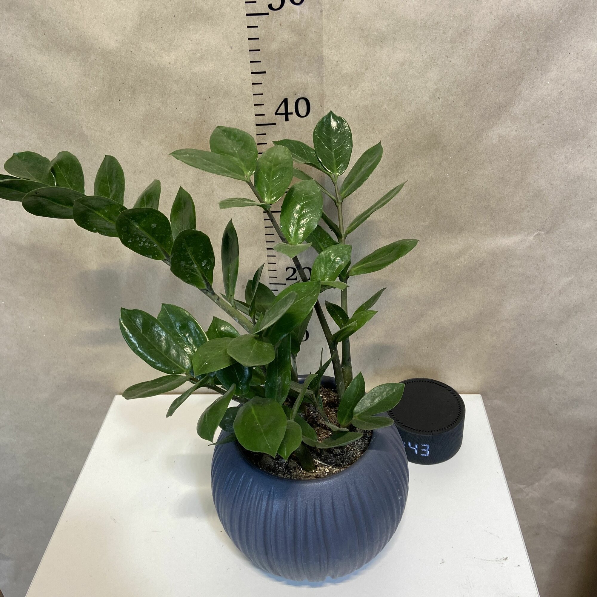 Замиокулькас