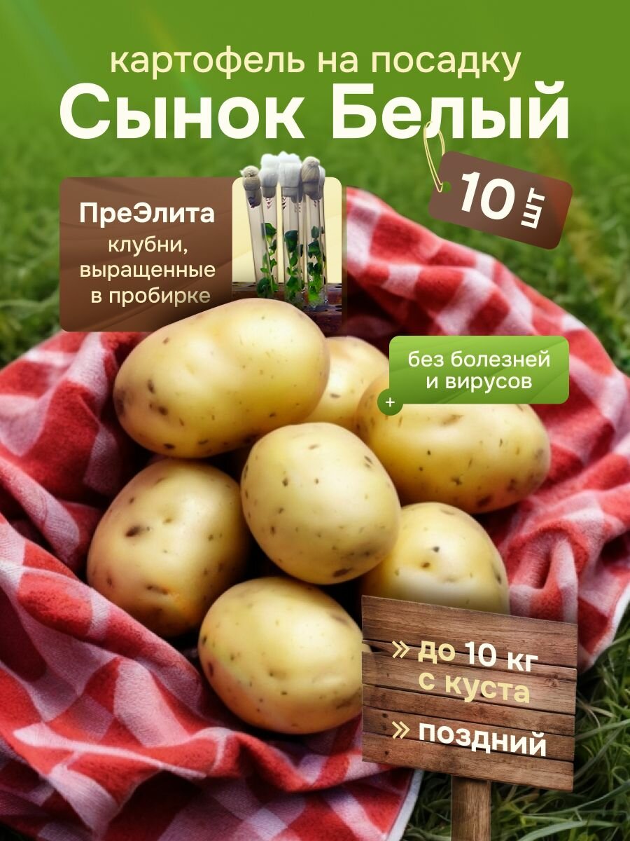Клубни (мерисистема) элитного картофеля на посадку ПреЭлита "Сынок Белый" 10 шт (поздний)