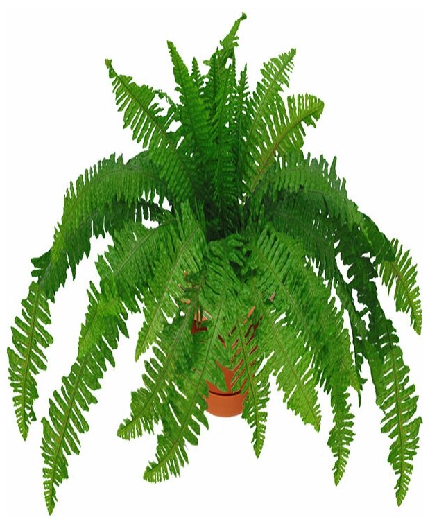 Искусственные растения Holodilova "Папоротник", в кашпо из пластика, длина 100см