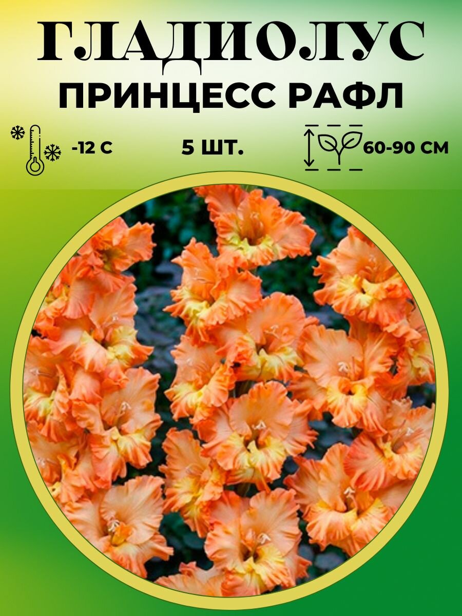Гладиолус крупноцветковый Принцесс Рафл 5штук