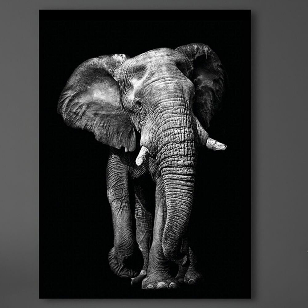 Картина на стену для интерьера от бренда Pechat Vip из категории Животные ЧБ 30х40 см.