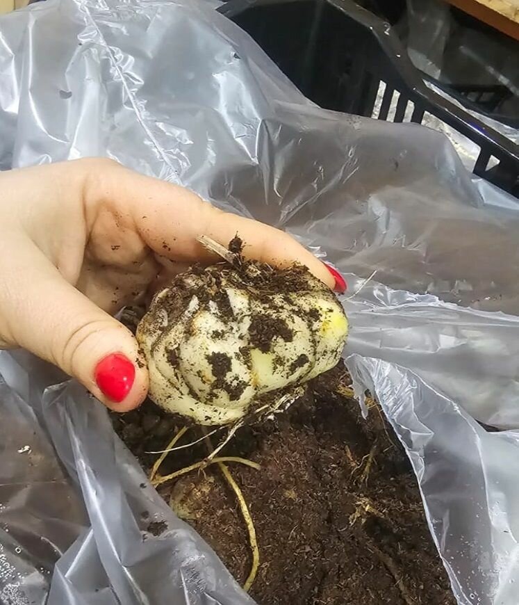 Лилия Луковица, Микс разные, 8 шт (1)