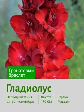 Гладиолус Гранатовый браслет луковицы 3 шт сотка