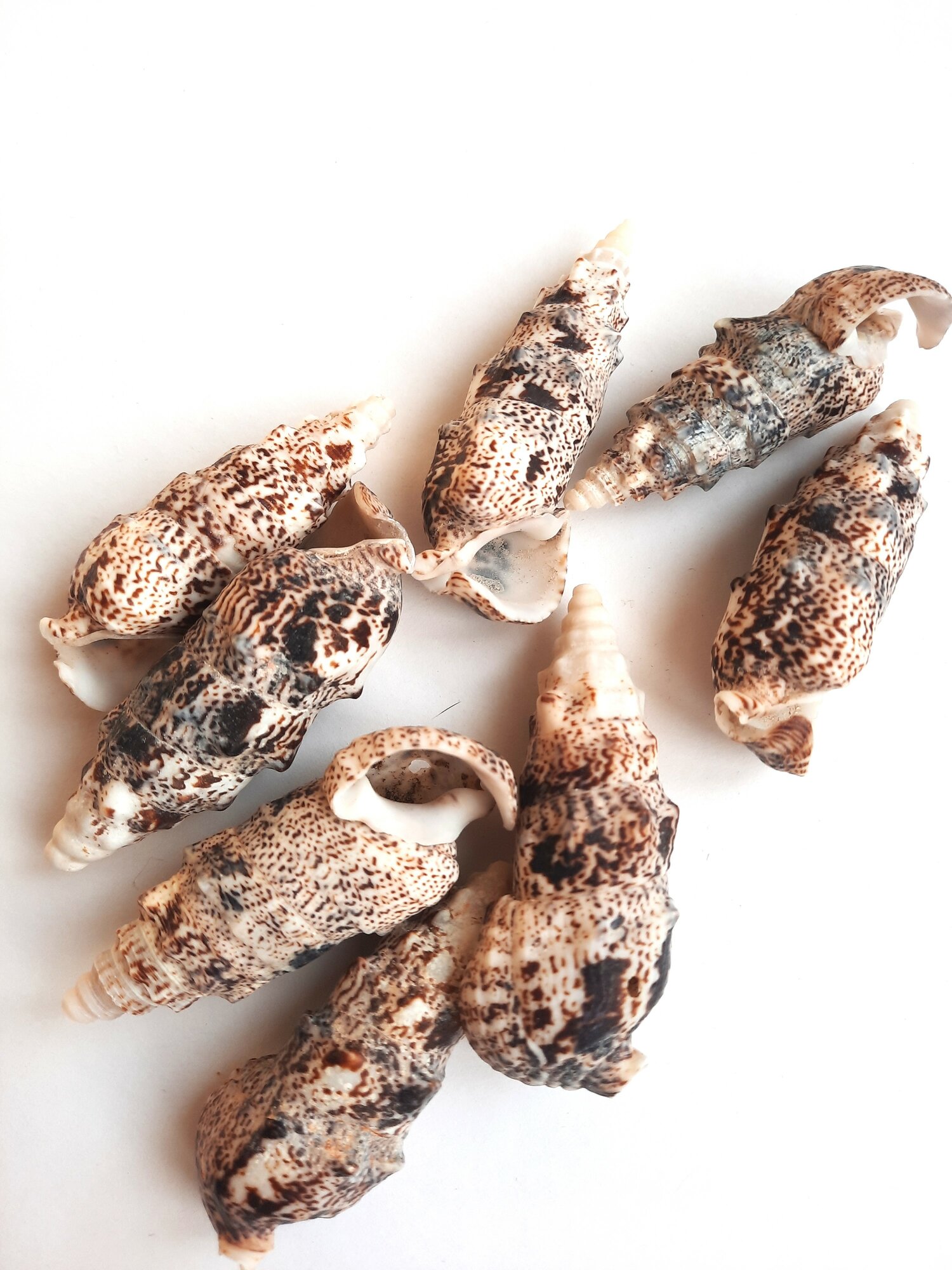 Набор декоративных ракушек для аквариума и террариума Церетиум Алоко , бежевый, 8 шт