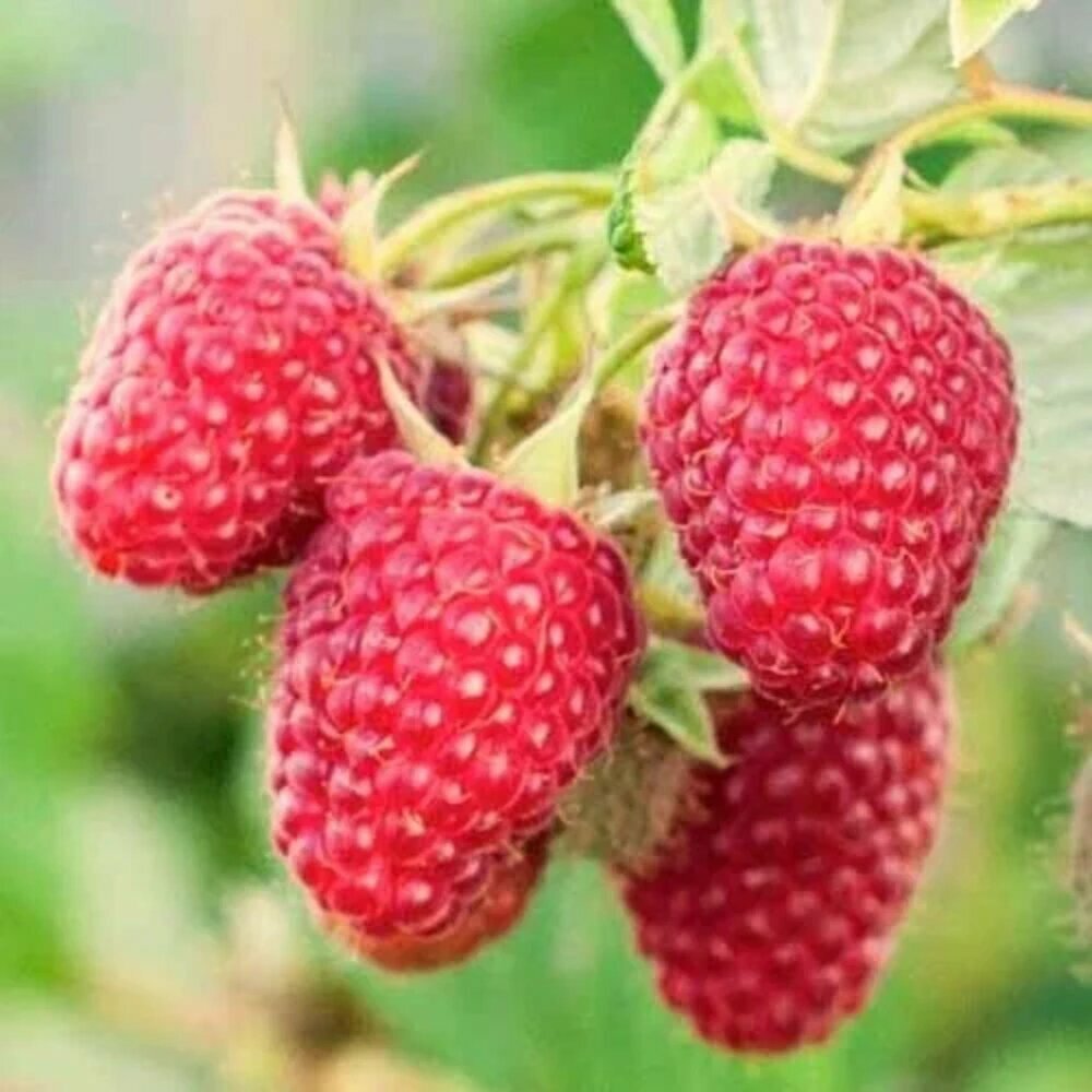 Малина ремонтантная Дабл Ред / 3 шт, морозостойкий, высокоурожайный сорт