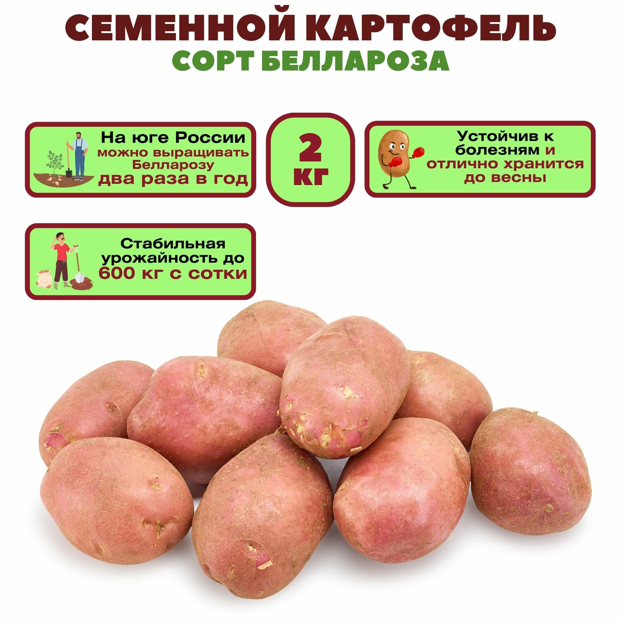 Картофель семенной Беллароза 2 кг клубни на посадку ранний скороспелый сорт для салатов, супов, жарки