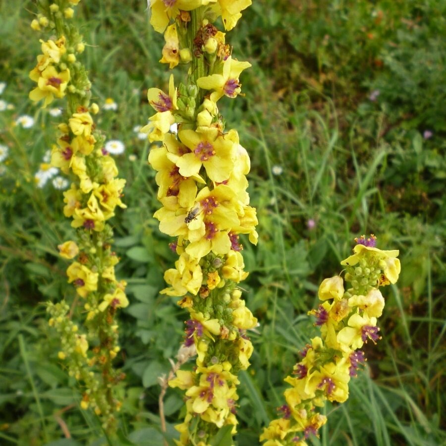 Семена Deodar SEEDS COMPANY Коровяк черный 50 шт.