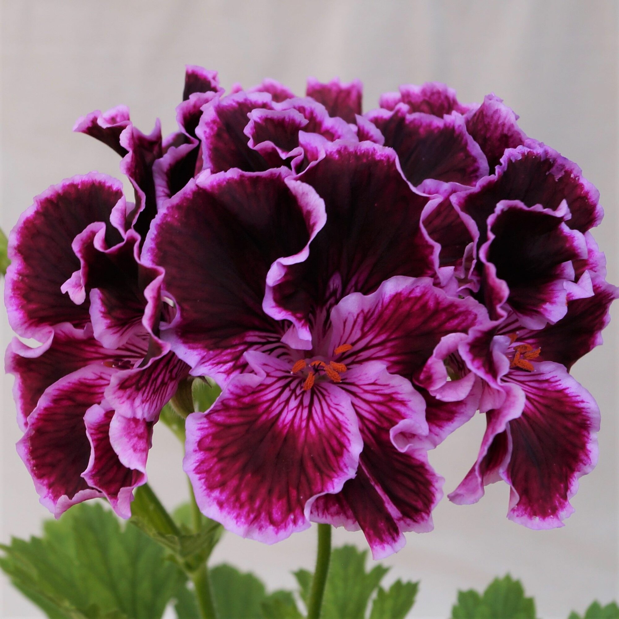 Королевская пеларгония Margaret Soley