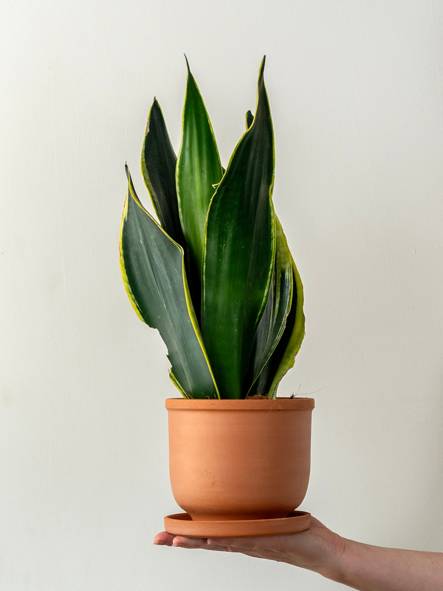 Geo Glass: Сансевиерия в горшке , комнатные растения живые для дома и офиса 30-35 см