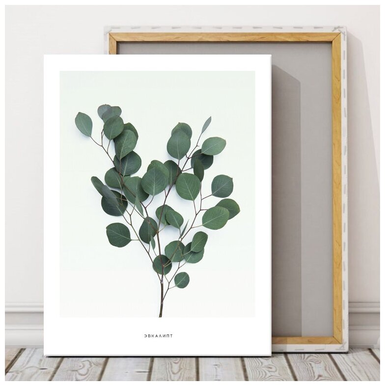 Картина на холсте "Ветка Эвкалипта" 40х50 см на стену для интерьера