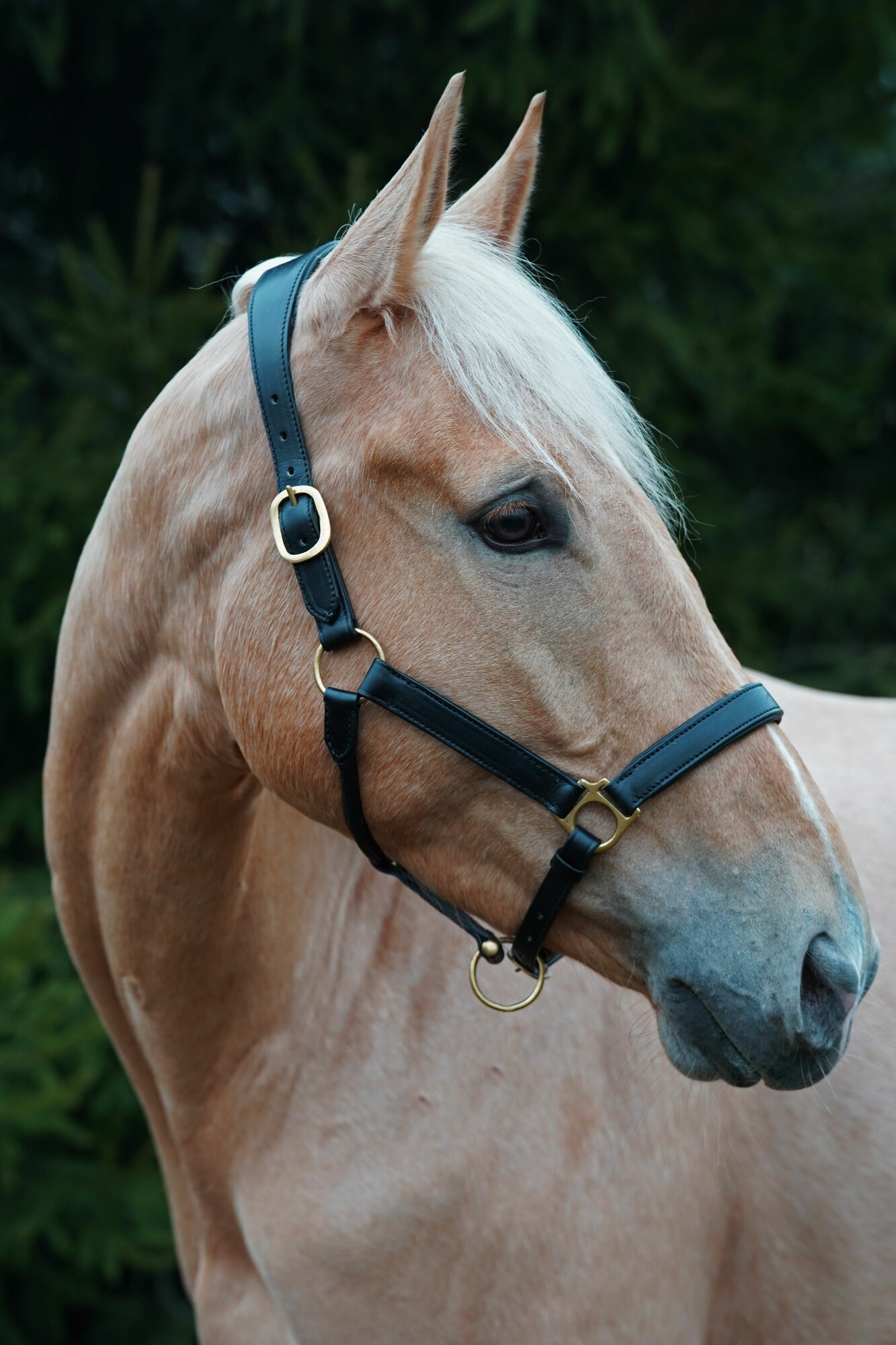 Sweethorse/Недоуздок для лошади натуральная кожа, черный, Cob