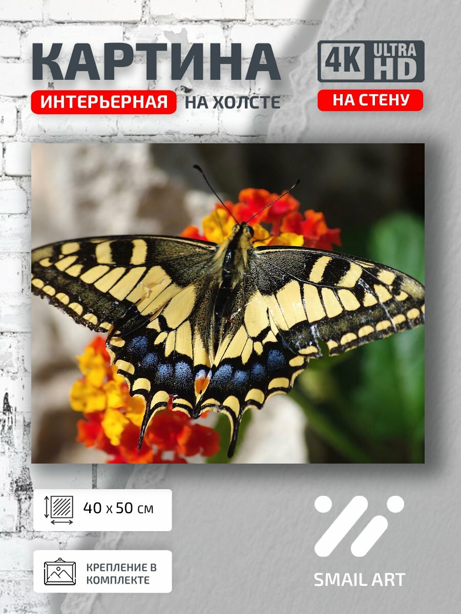 Картина на холсте интерьерная 40 на 50 на стену Бабочка Mood для гостиной атмосфера декор