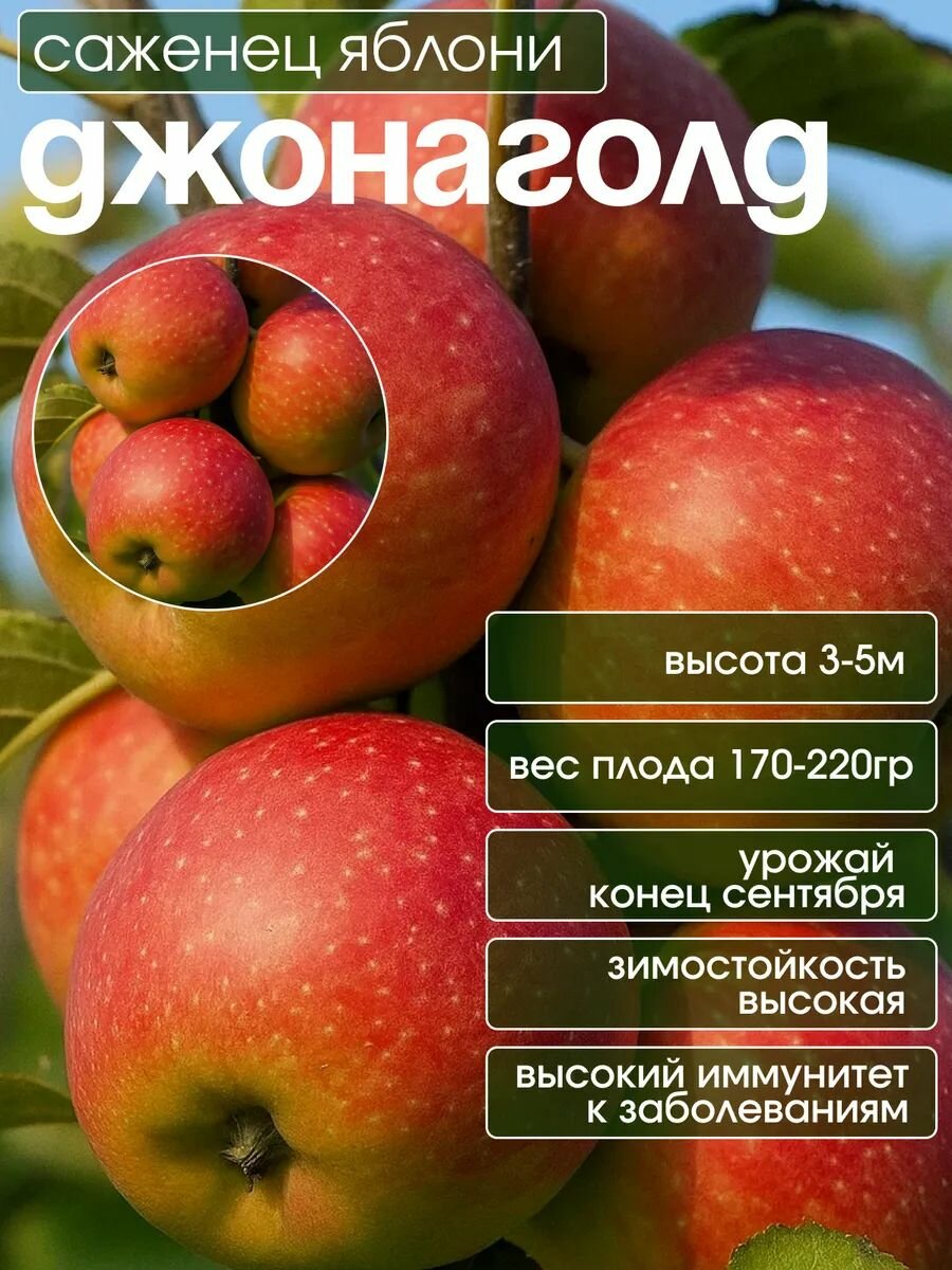 Яблоня Джонаголд