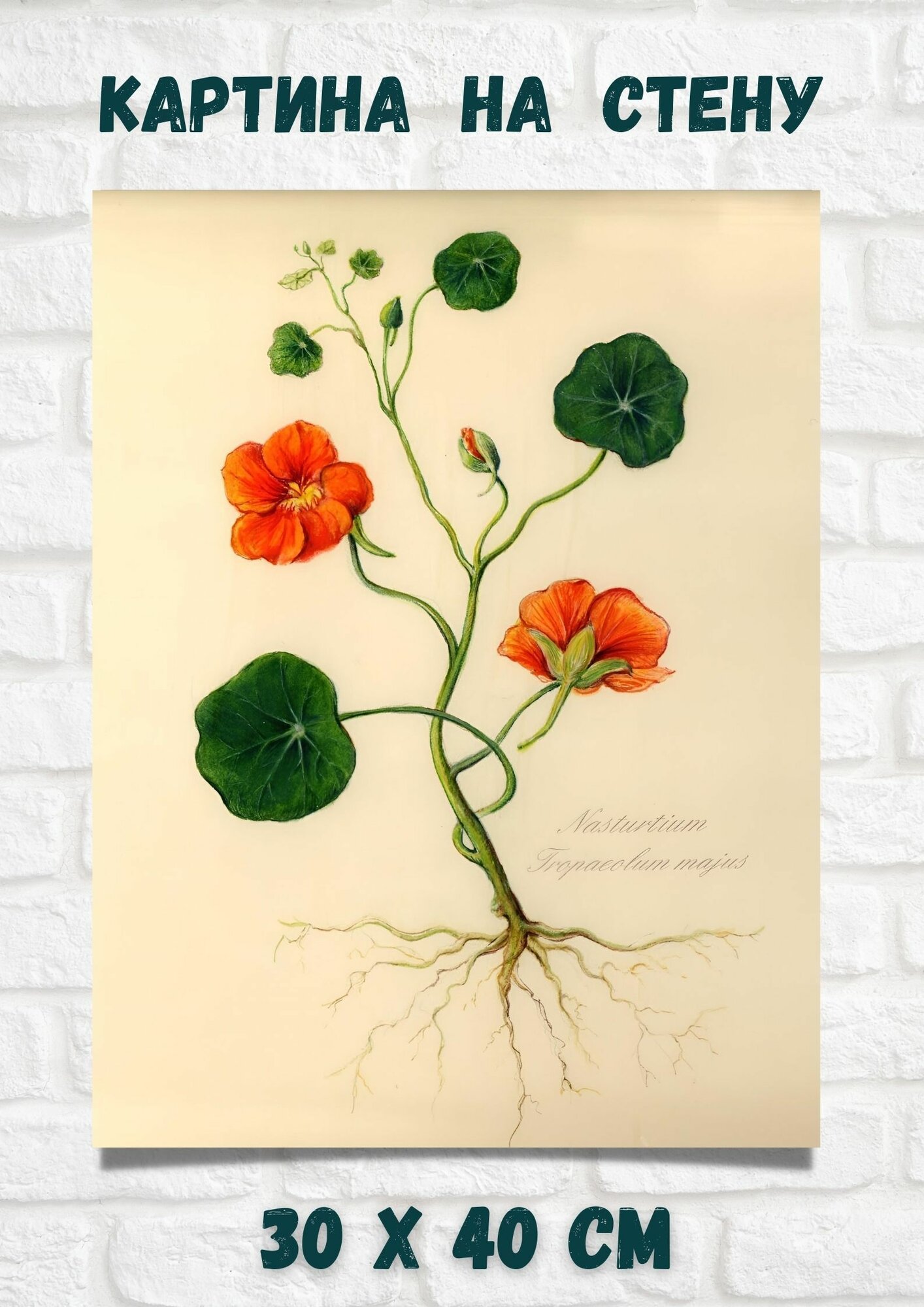 Картина на холсте в стиле Ботаника "Цветы в разрезе" 30х40