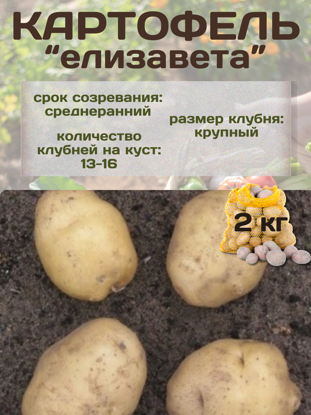 Картофель семенной Елизавета 2 кг, на посадку
