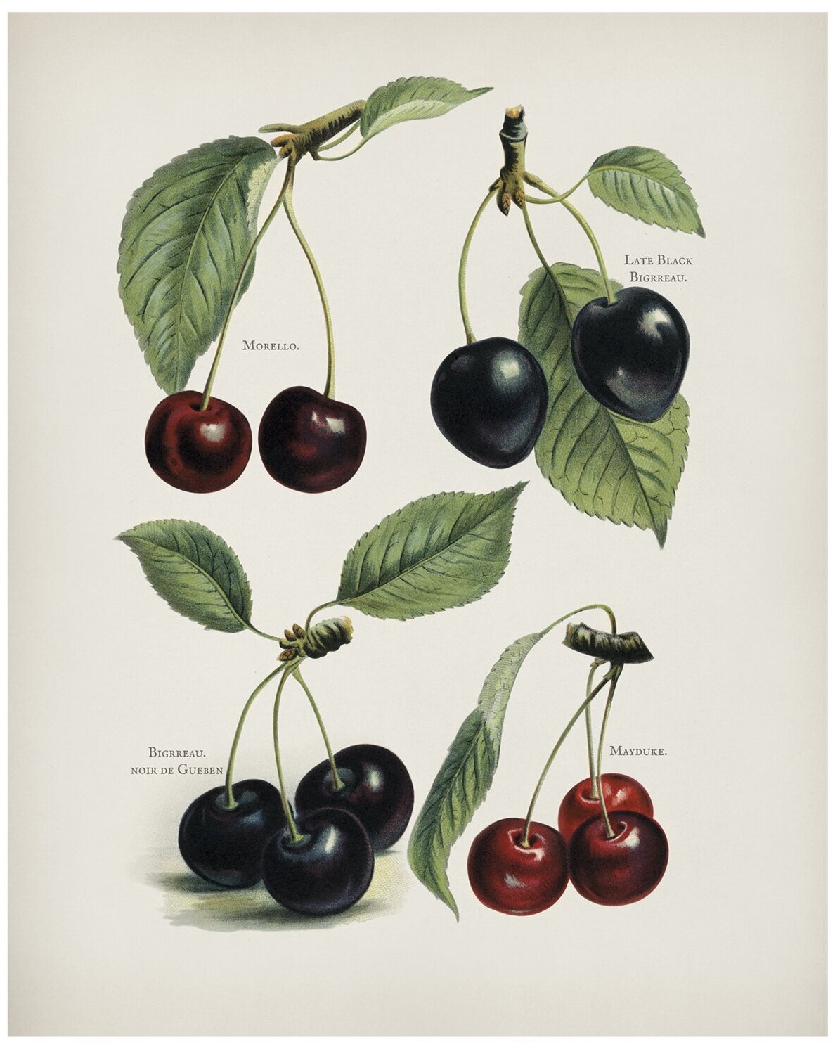 Постер / Плакат / Картина Ассорти из вишни 50х70 см в подарочном тубусе