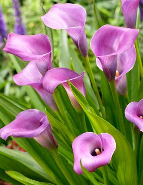 Калла Грейп Вельвет 1шт