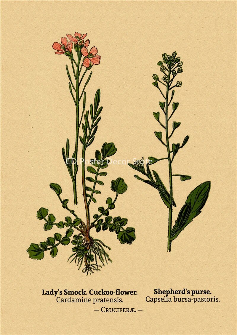 Плакат ботаническая иллюстрация А4/A3 крафт бумага Розовый, 6, A3 16.5x11.8inch