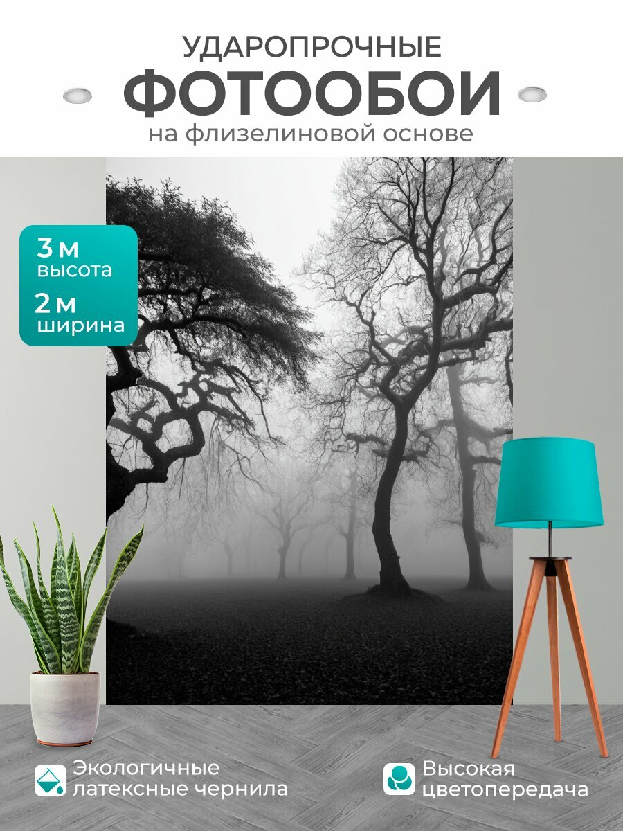 Фотообои моющиеся ударопрочные "Туман в стиле черно-белый, старые деревья, обвивающиеся ветви которых покрыты туманом" 200x300 см. флизелиновые на стену