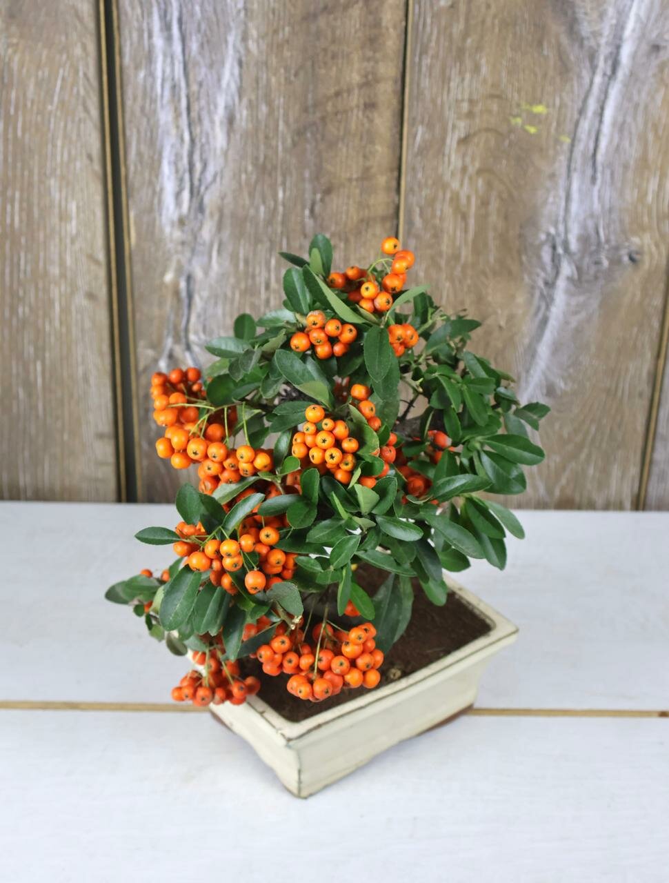 Бансай Пираканта (рябина) д23