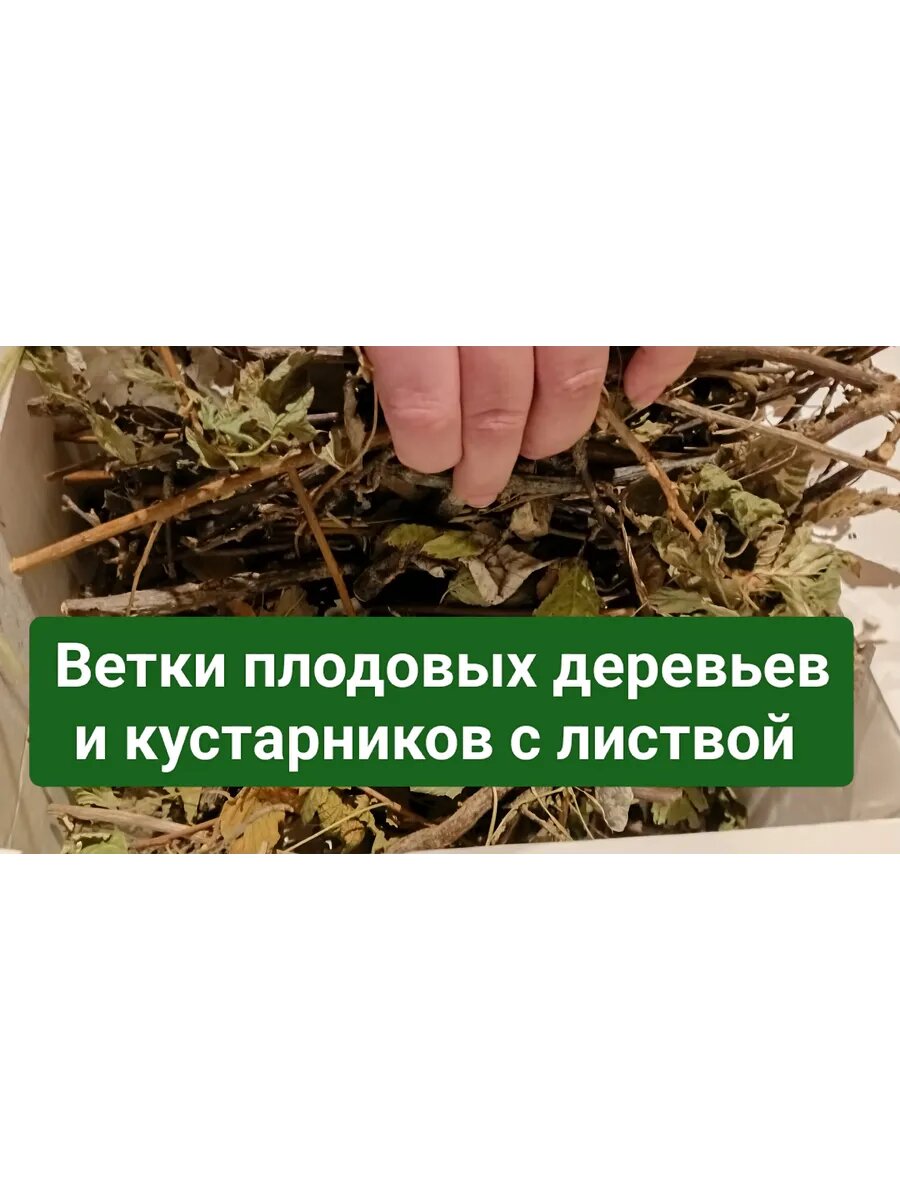 Веточки смородины и плодовых деревьев (150гр) для грызунов