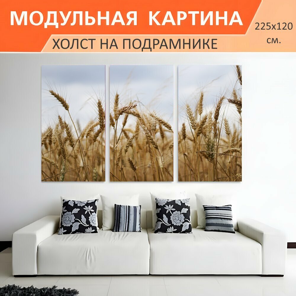 Модульная картина на холсте "Пшеничное поле, пшеница, пшеницы выращивание" триптих на подрамнике 225х120 см. для интерьера