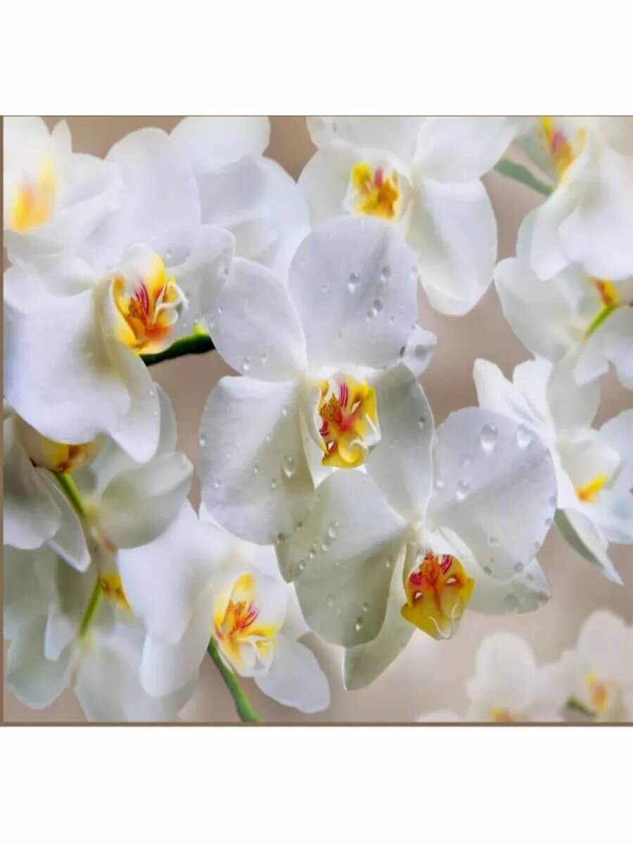 Фотообои бумажные глянцевые "Белая орхидея" 196*134, 4 листа
