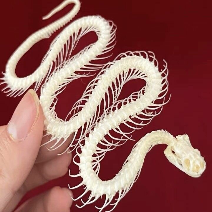 Образец черепа животного (около 30 см) - Змея