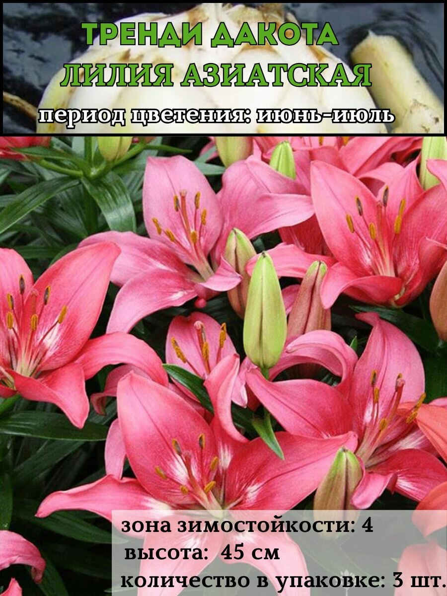 Лилия азиатская Тренди Дакота, луковицы 3 штуки