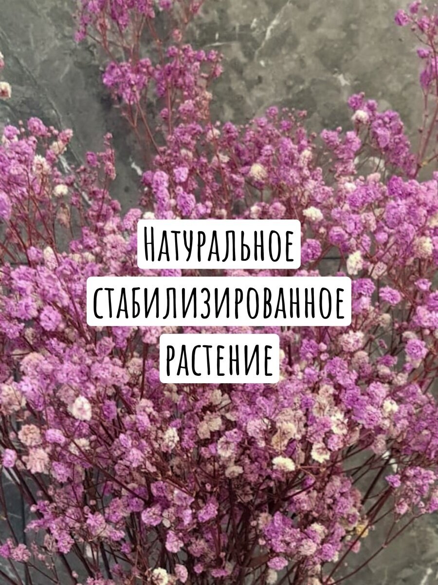 Гипсофила стабилизированная — фото 1
