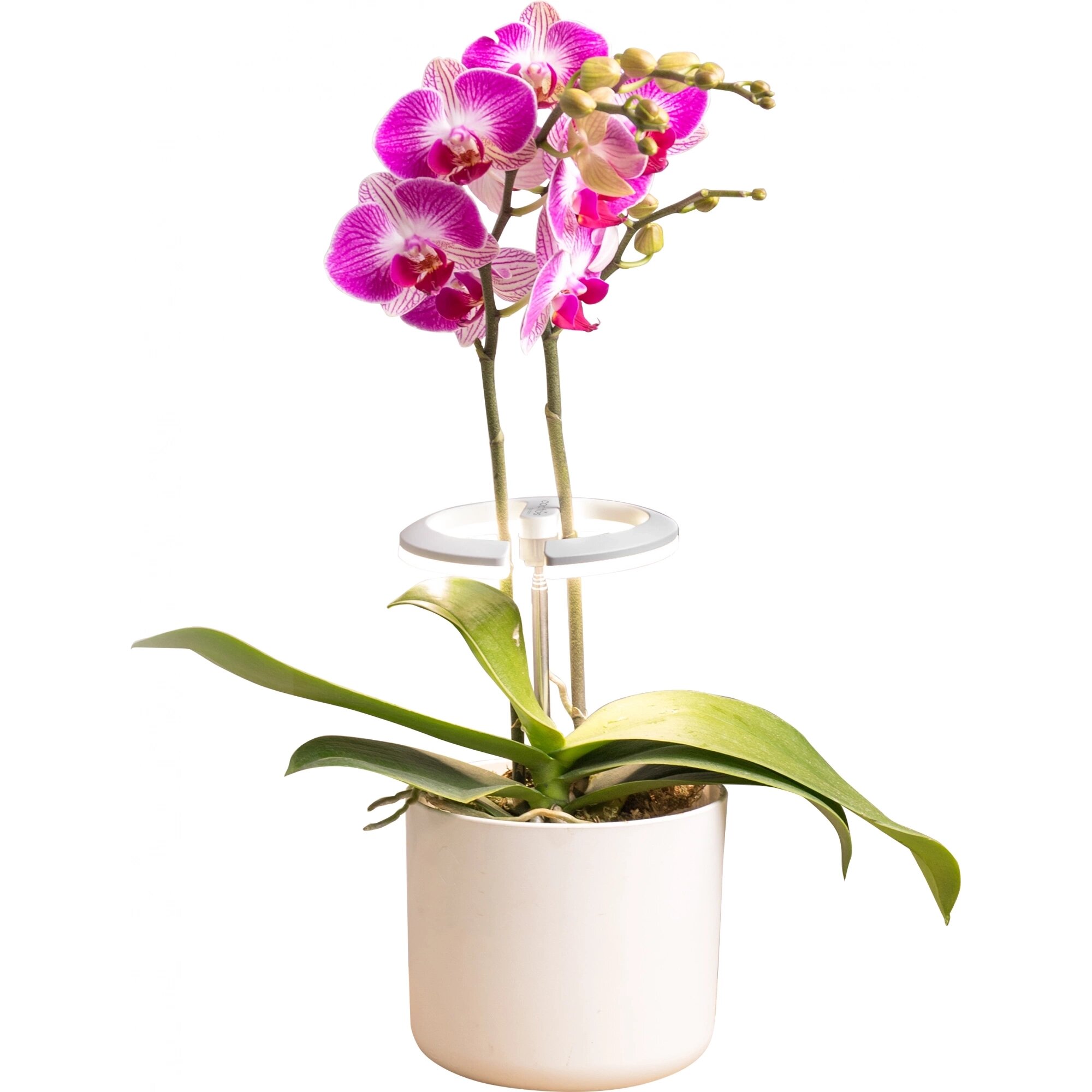 Светильник фито Cactus Garden 7.5Вт цв. св: белый (cs-led-orchid)