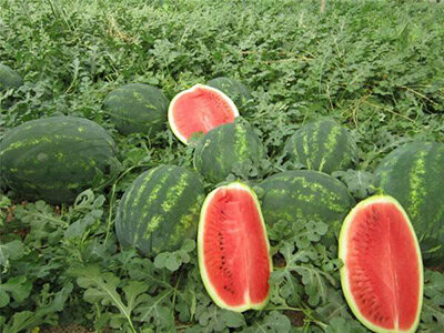 Семена Арбуза Кримлонг F1 (0,5 гр.)