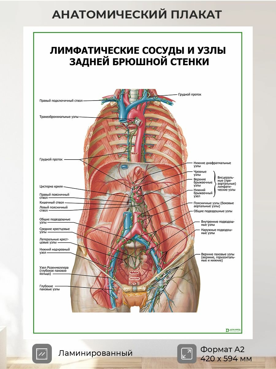 Обучающий медицинский плакат ламинированный формат А2 Лимфатические сосуды и узлы задней брюшной стенки