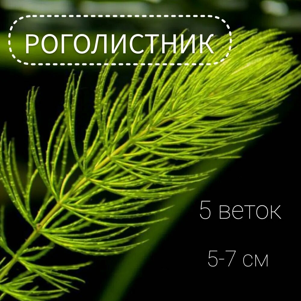 Роголистник аквариумное растение 5 шт