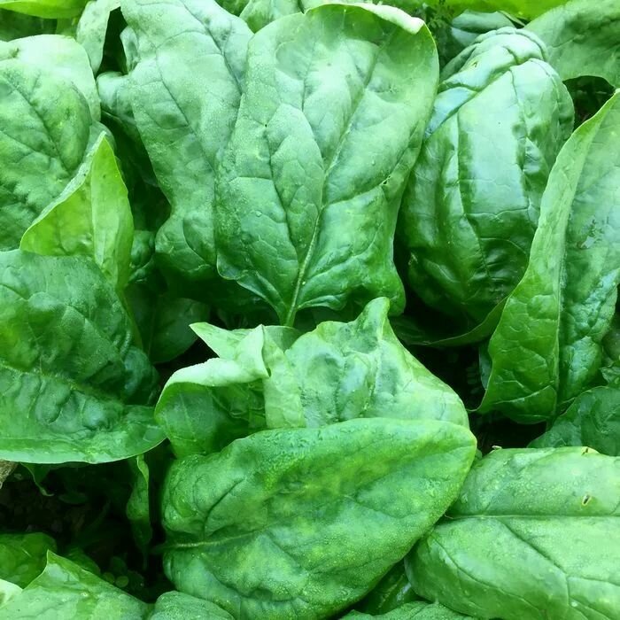 Семена шпината аэлита "Великан", раннеспелый, для открытого грунта, 3 упаковки